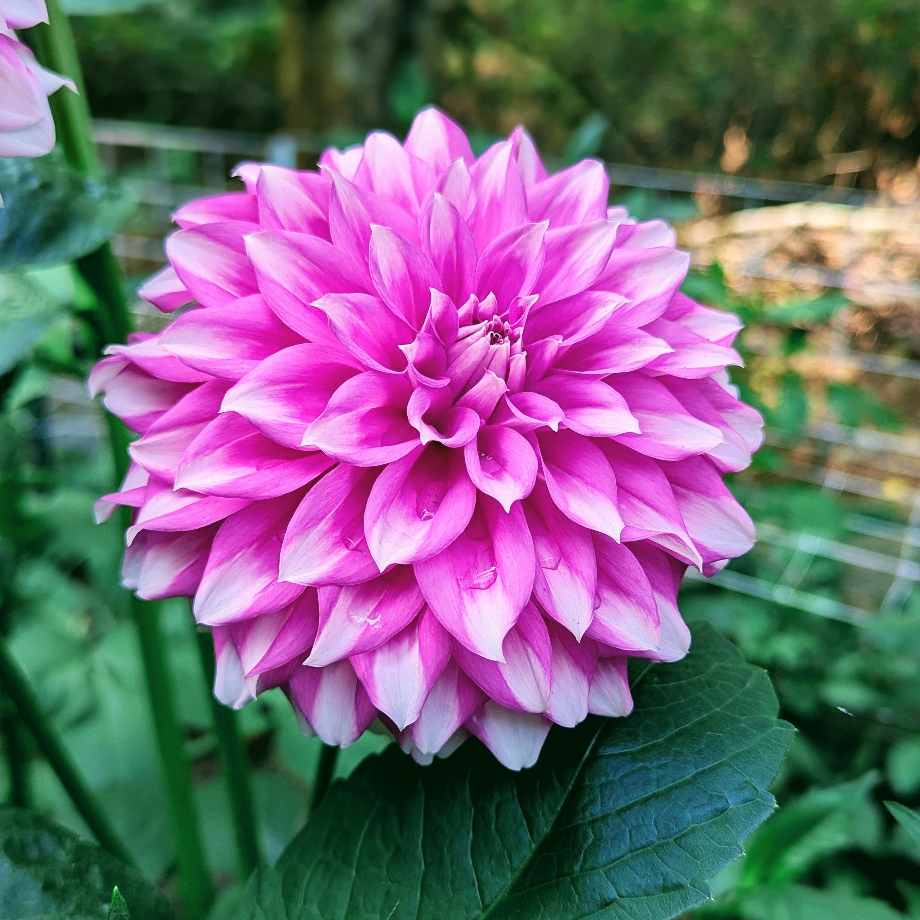 WB's Misbeahavin' – Good Life Dahlias