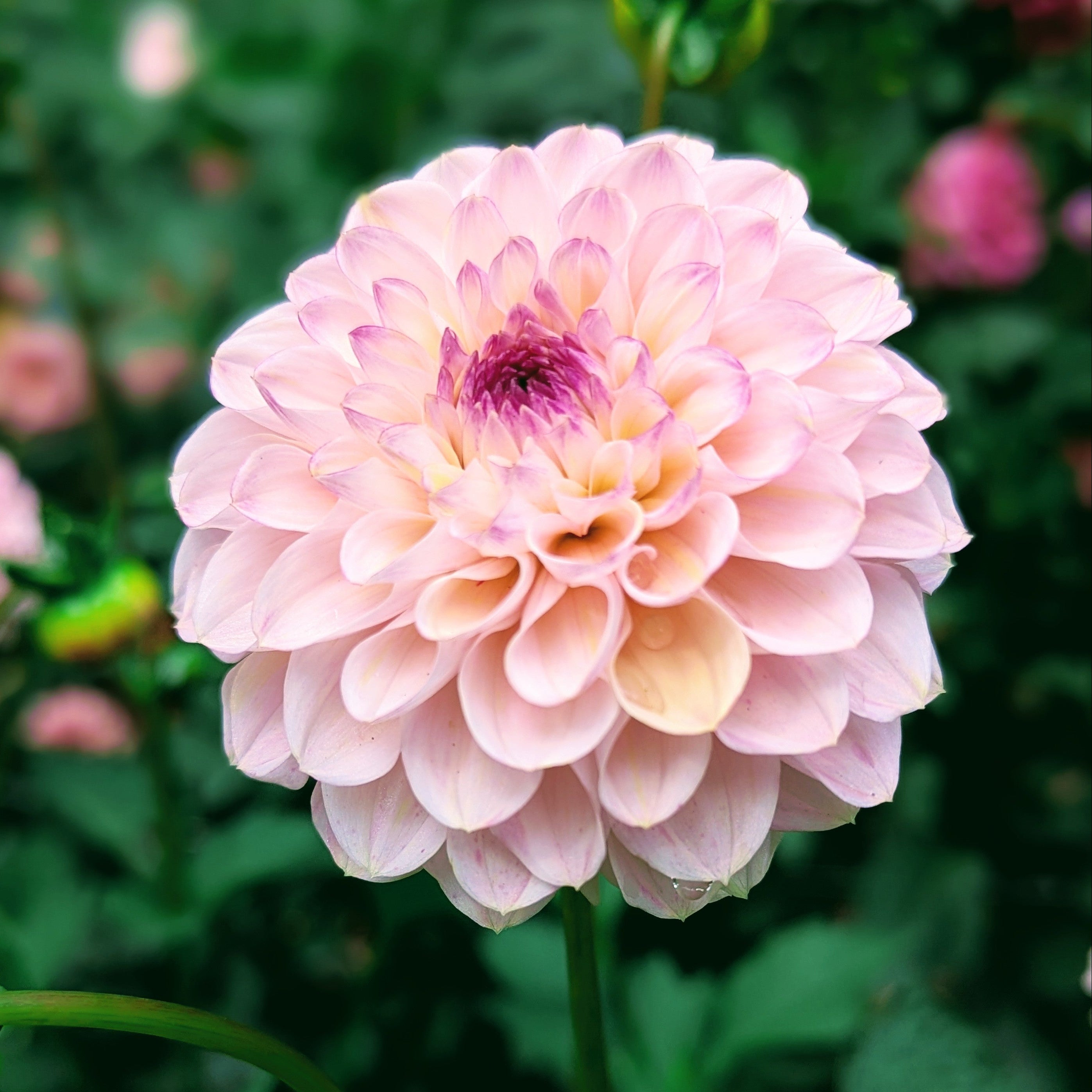Wine Eyed Jill – Good Life Dahlias